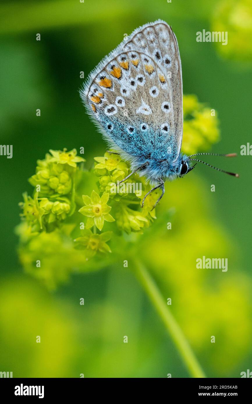Common Blue Butterfly, Geffrye Museum Garden, London, U.K Stock Photo ...