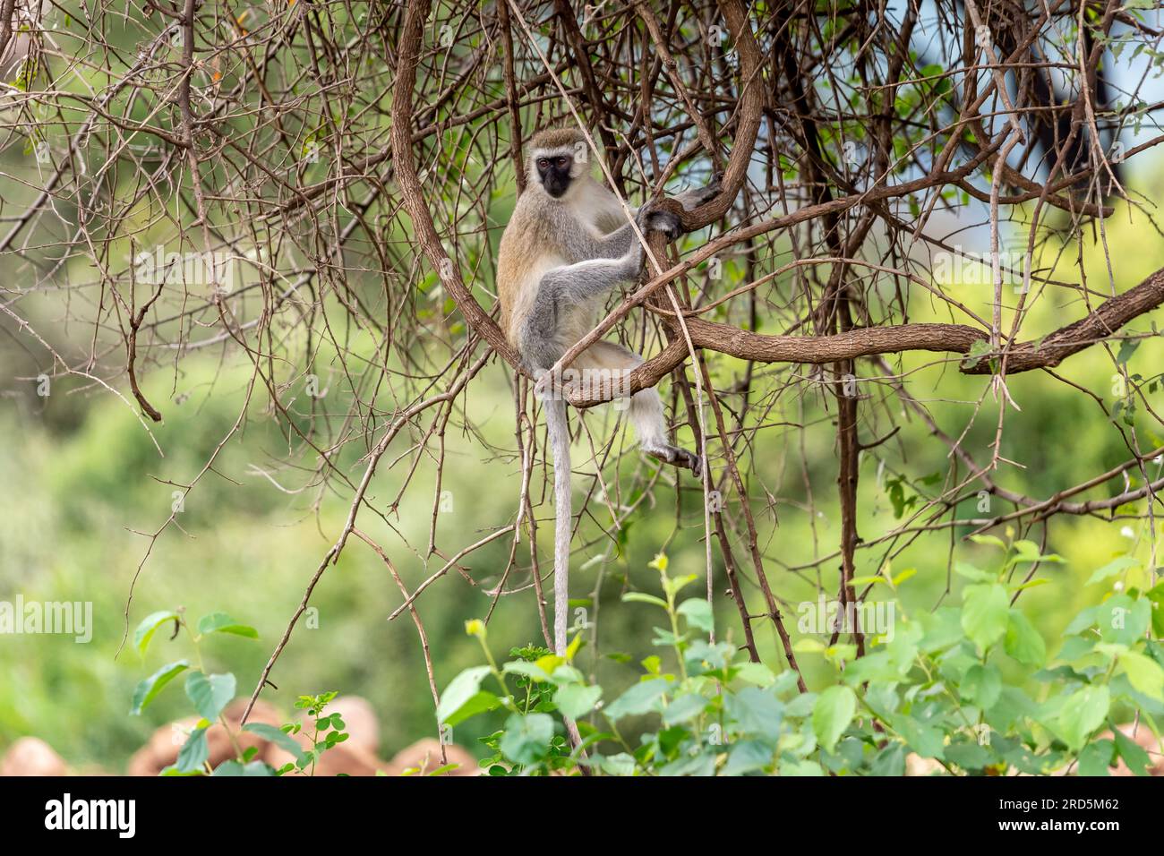 Black-faced monkey in Tanzania, Africa Stock Photo - Alamy