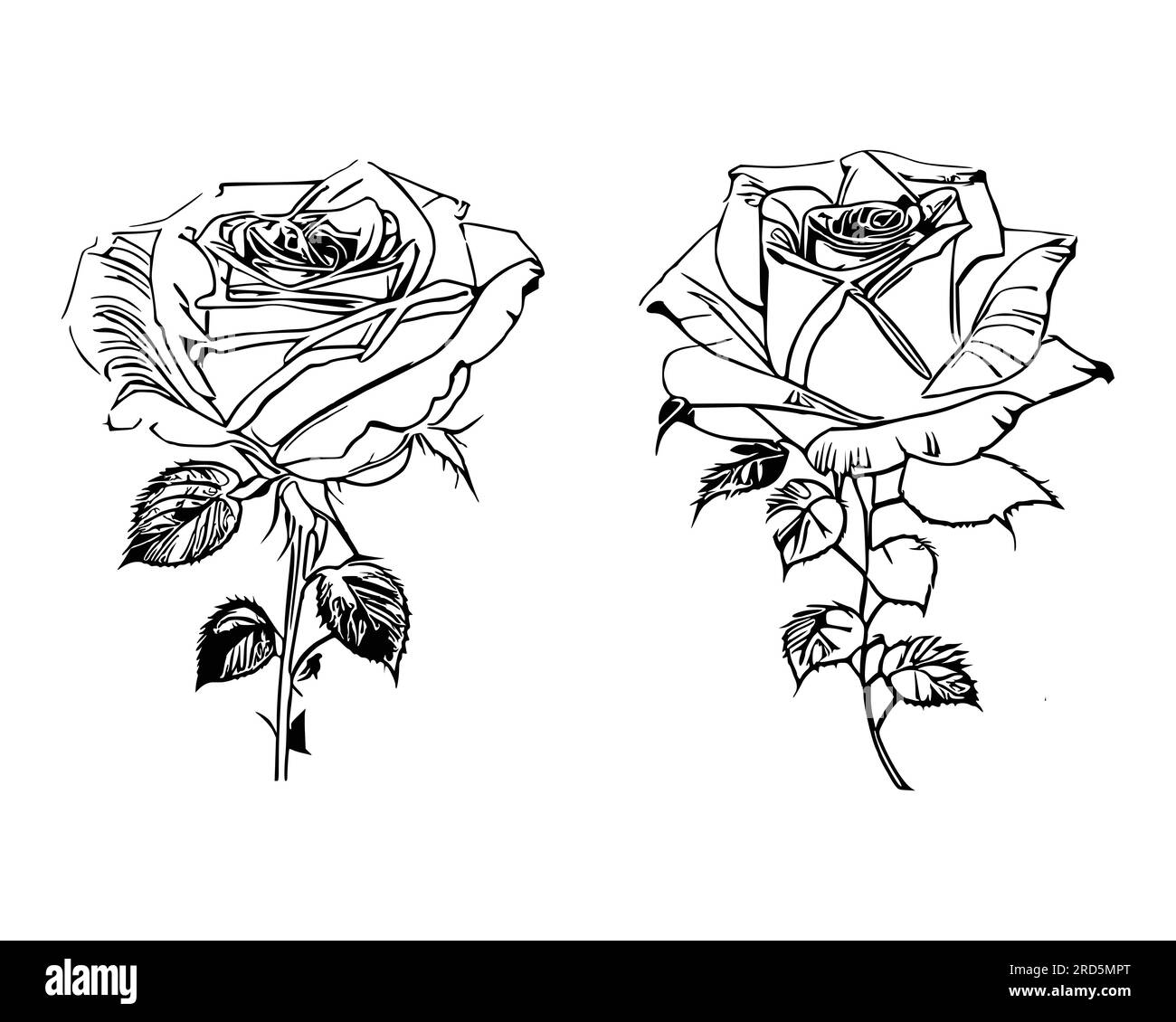 Nice Line art Roses Coloring book Vector, Roses Vector Stock Vector ...
