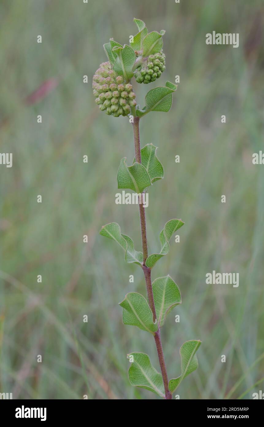 Green Comet Milkweed, Asclepias viridiflora Stock Photo - Alamy