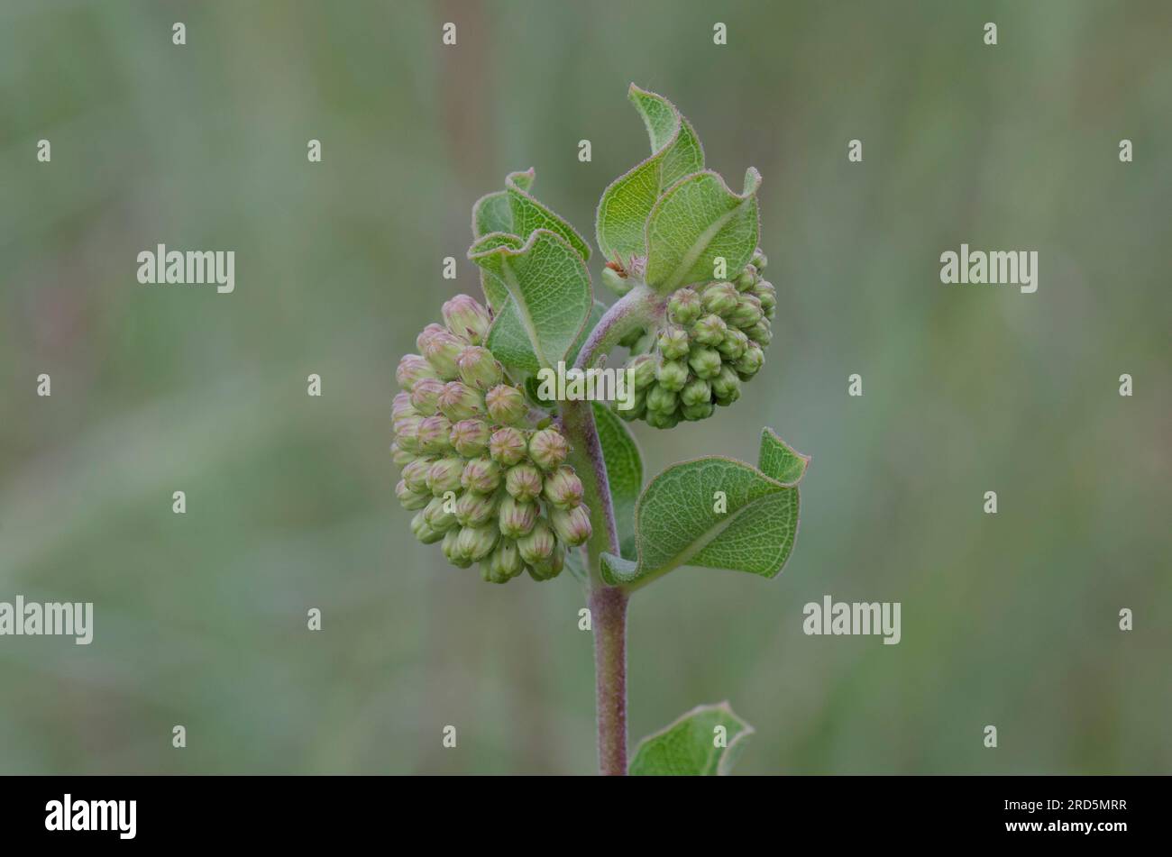 Wand milkweed hi-res stock photography and images - Alamy