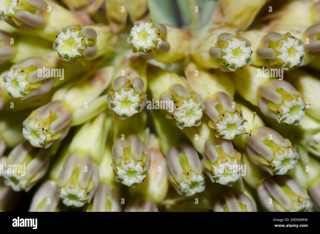Green Comet Milkweed, Asclepias viridiflora Stock Photo - Alamy