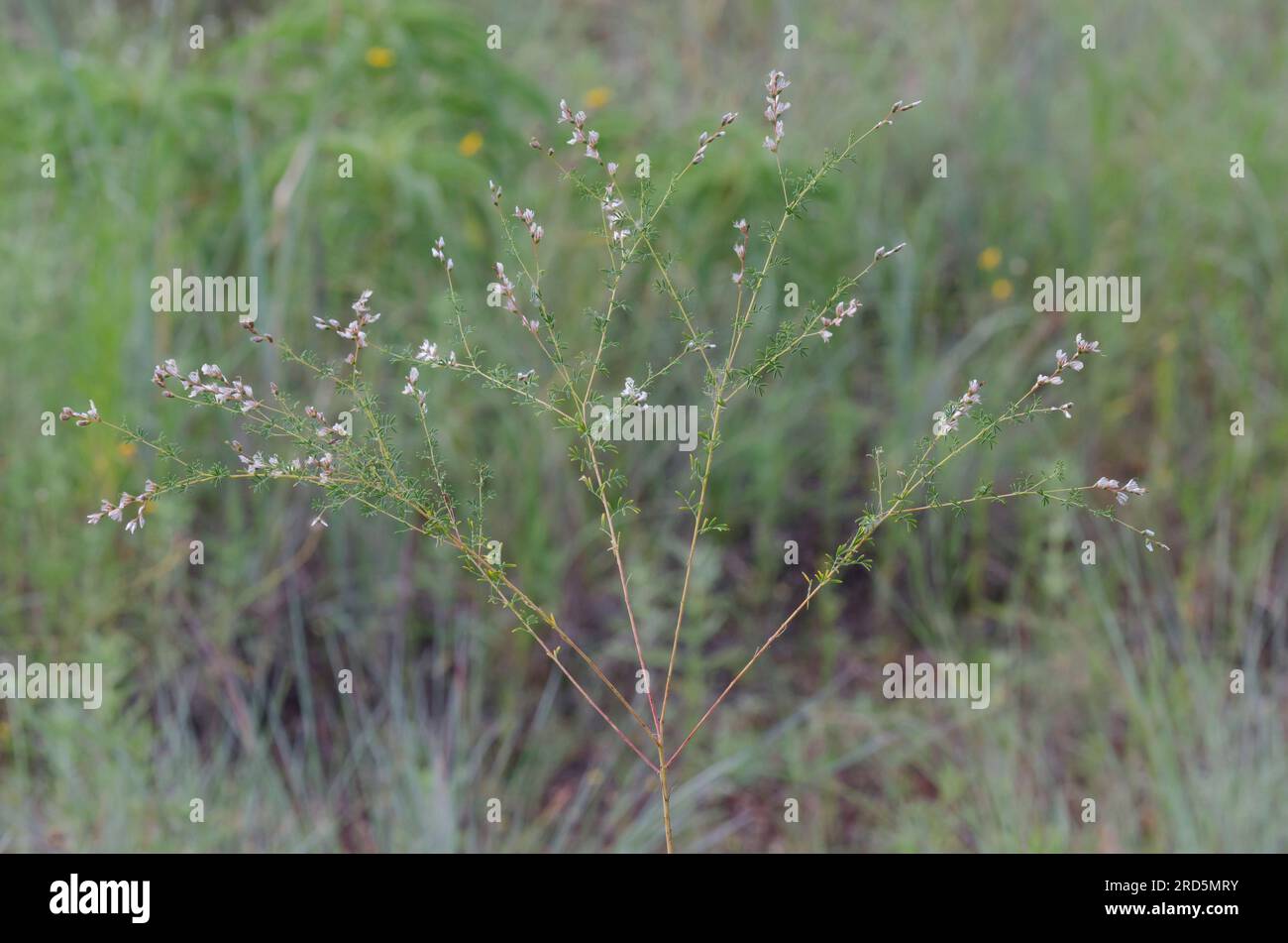 Dalea enneandra hi-res stock photography and images - Alamy
