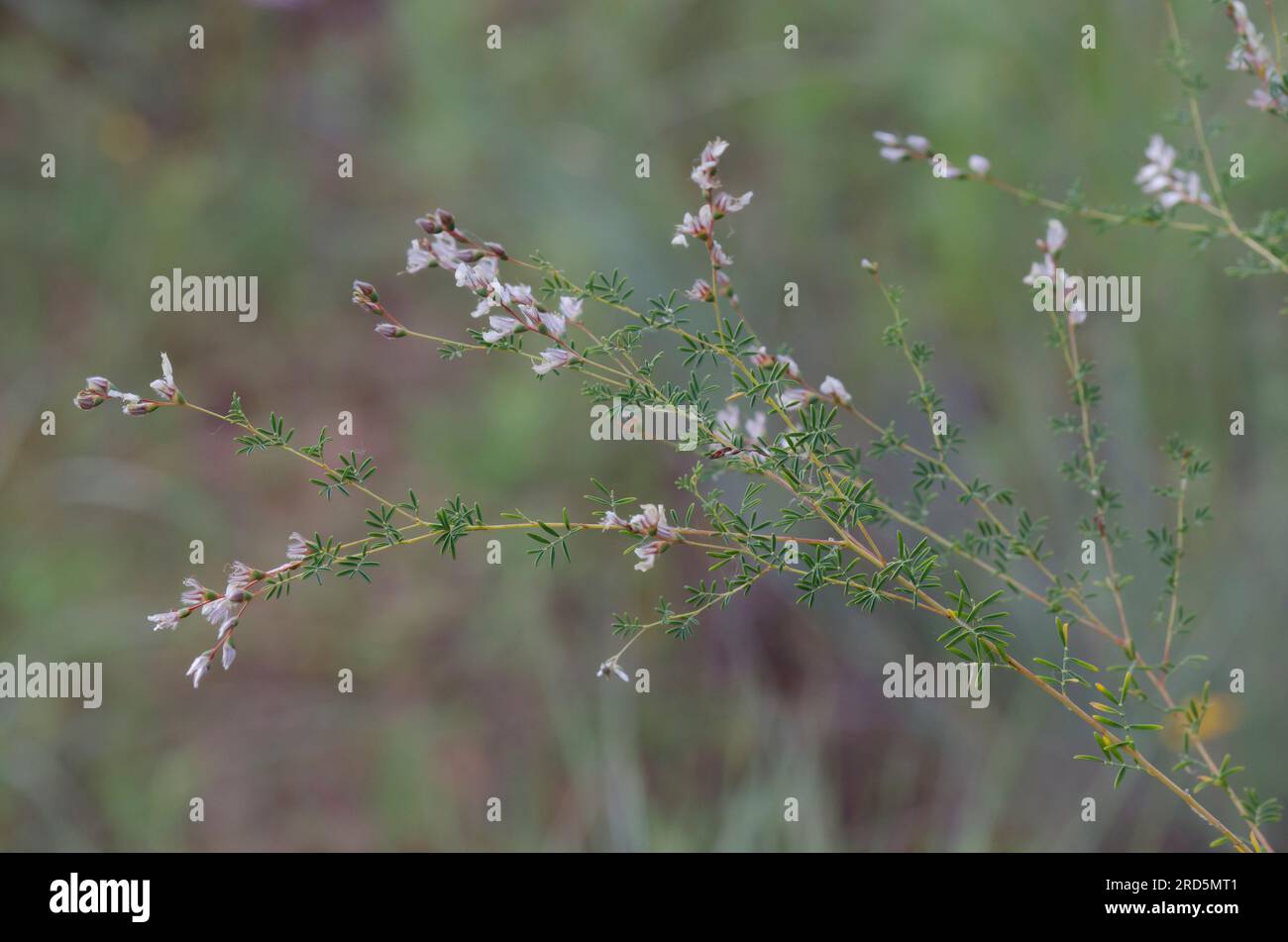 Dalea enneandra hi-res stock photography and images - Alamy