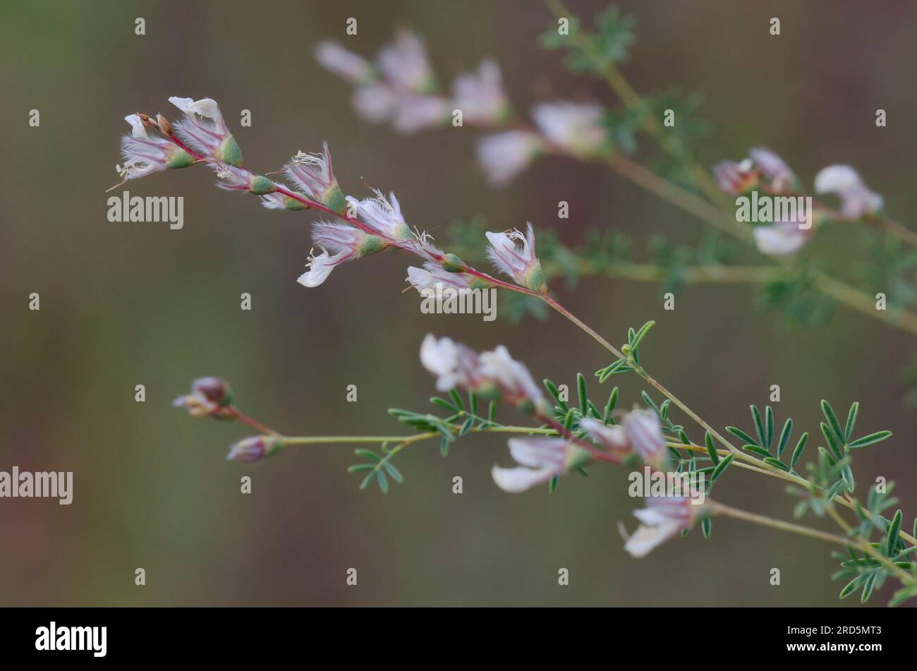 Dalea enneandra hi-res stock photography and images - Alamy