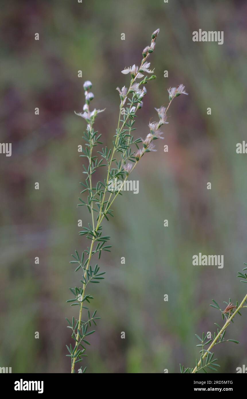 Dalea enneandra hi-res stock photography and images - Alamy