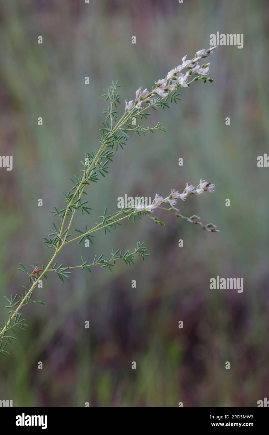 Dalea enneandra hi-res stock photography and images - Alamy