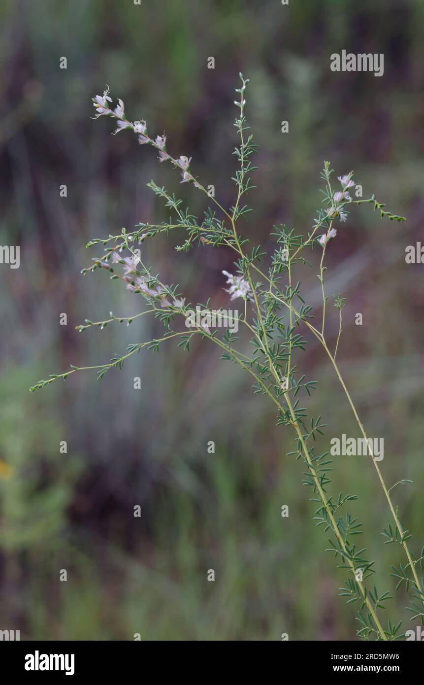 Dalea enneandra hi-res stock photography and images - Alamy