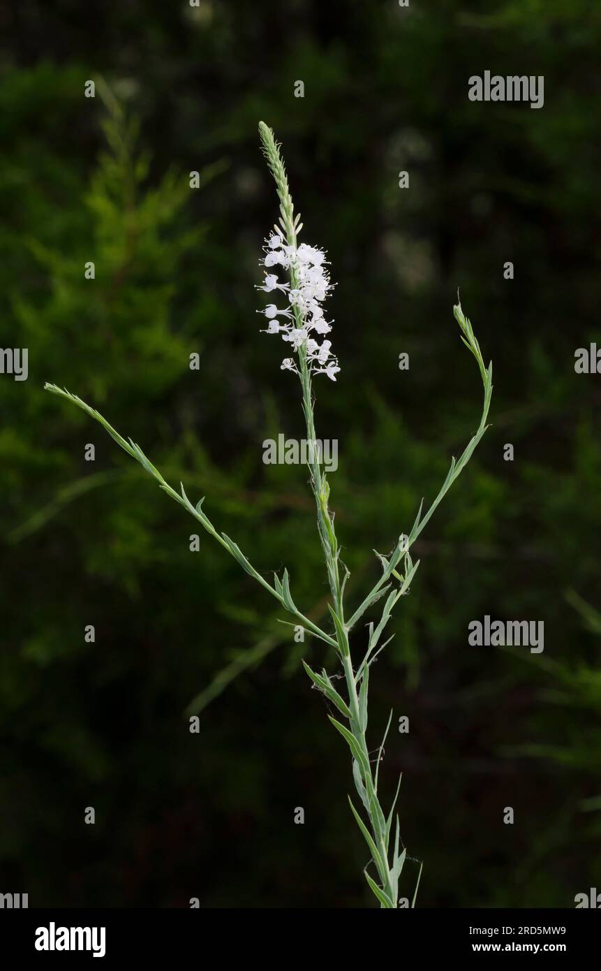 False Gaura, Stenosiphon linifolius Stock Photo - Alamy
