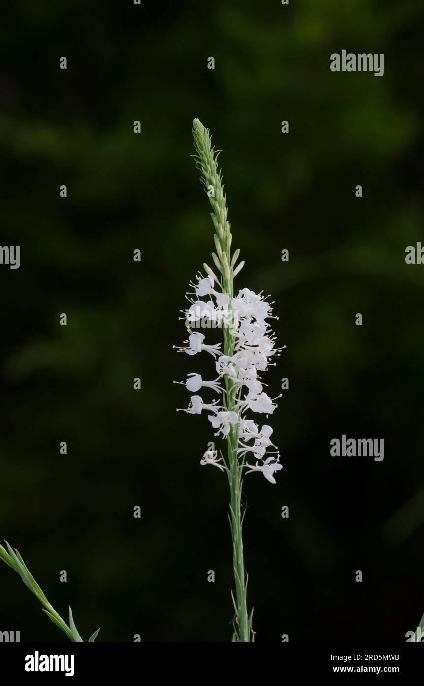 False Gaura, Stenosiphon linifolius Stock Photo - Alamy