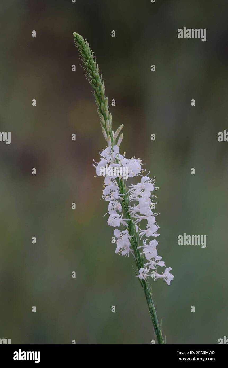 False Gaura, Stenosiphon linifolius Stock Photo - Alamy