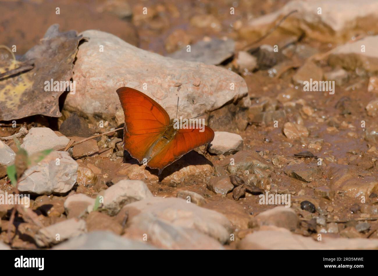 Leafwing hi-res stock photography and images - Alamy