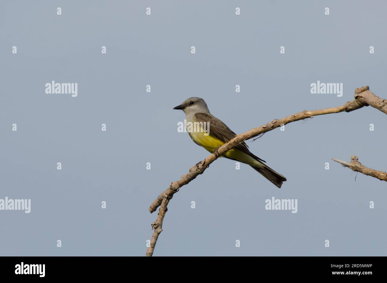 Western Kingbird, Tyrannus verticalis Stock Photo - Alamy