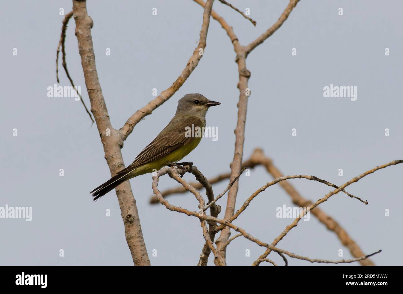 Western Kingbird, Tyrannus verticalis Stock Photo - Alamy