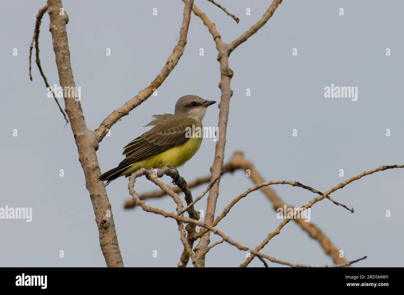 Western Kingbird, Tyrannus verticalis Stock Photo - Alamy