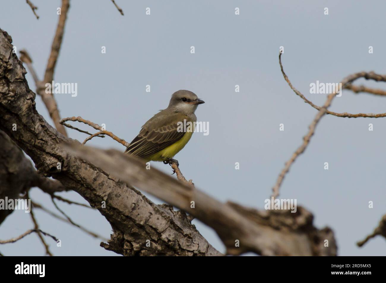 Western Kingbird, Tyrannus verticalis Stock Photo - Alamy