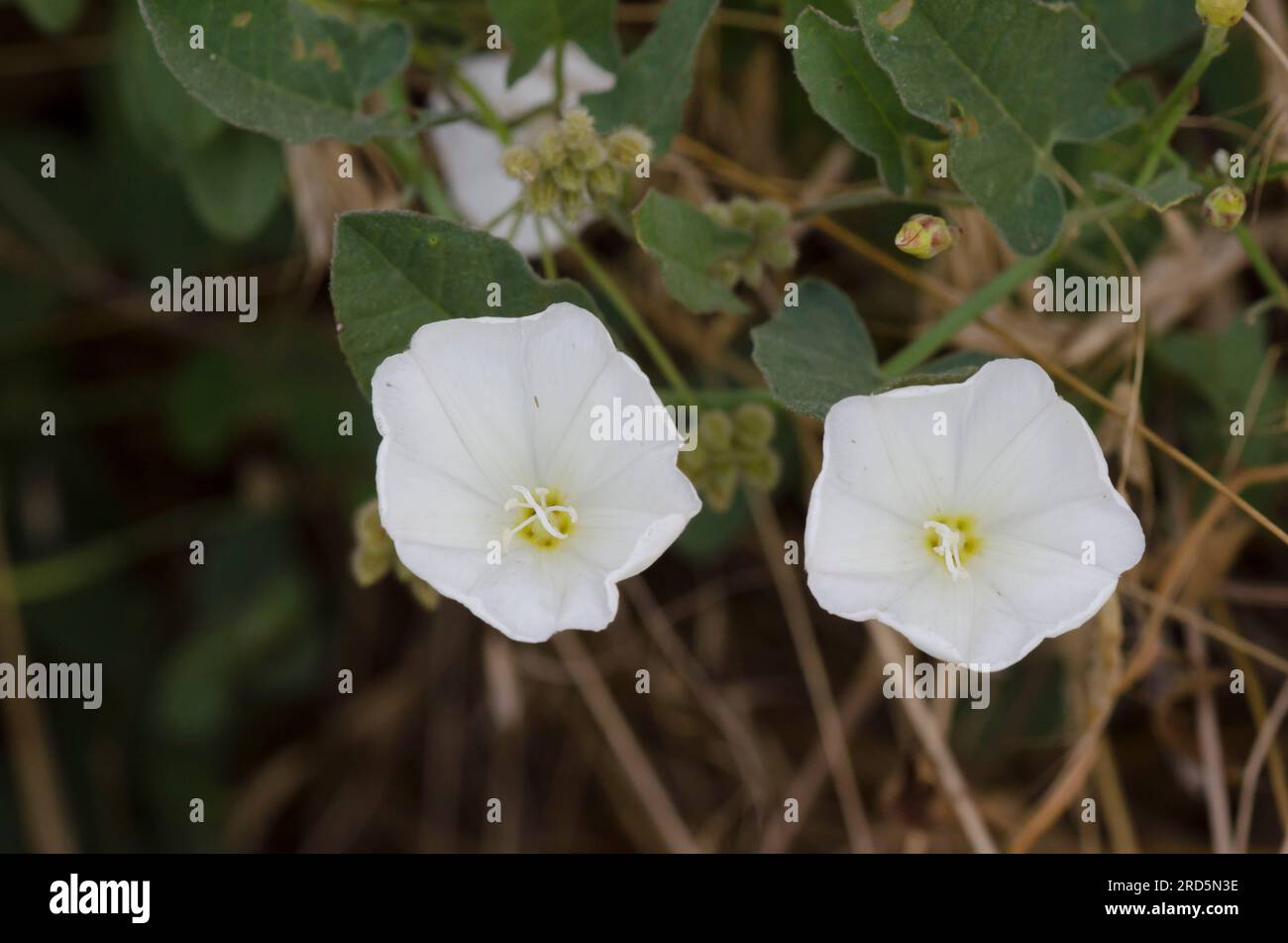 Field Bindweed, Convolvulus arvensis Stock Photo - Alamy