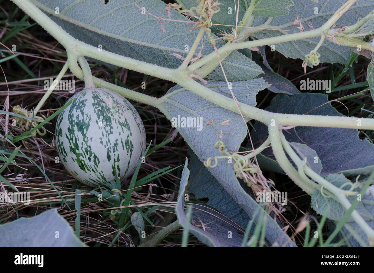 Buffalo Gourd, Cucurbita foetidissima, fruit Stock Photo - Alamy