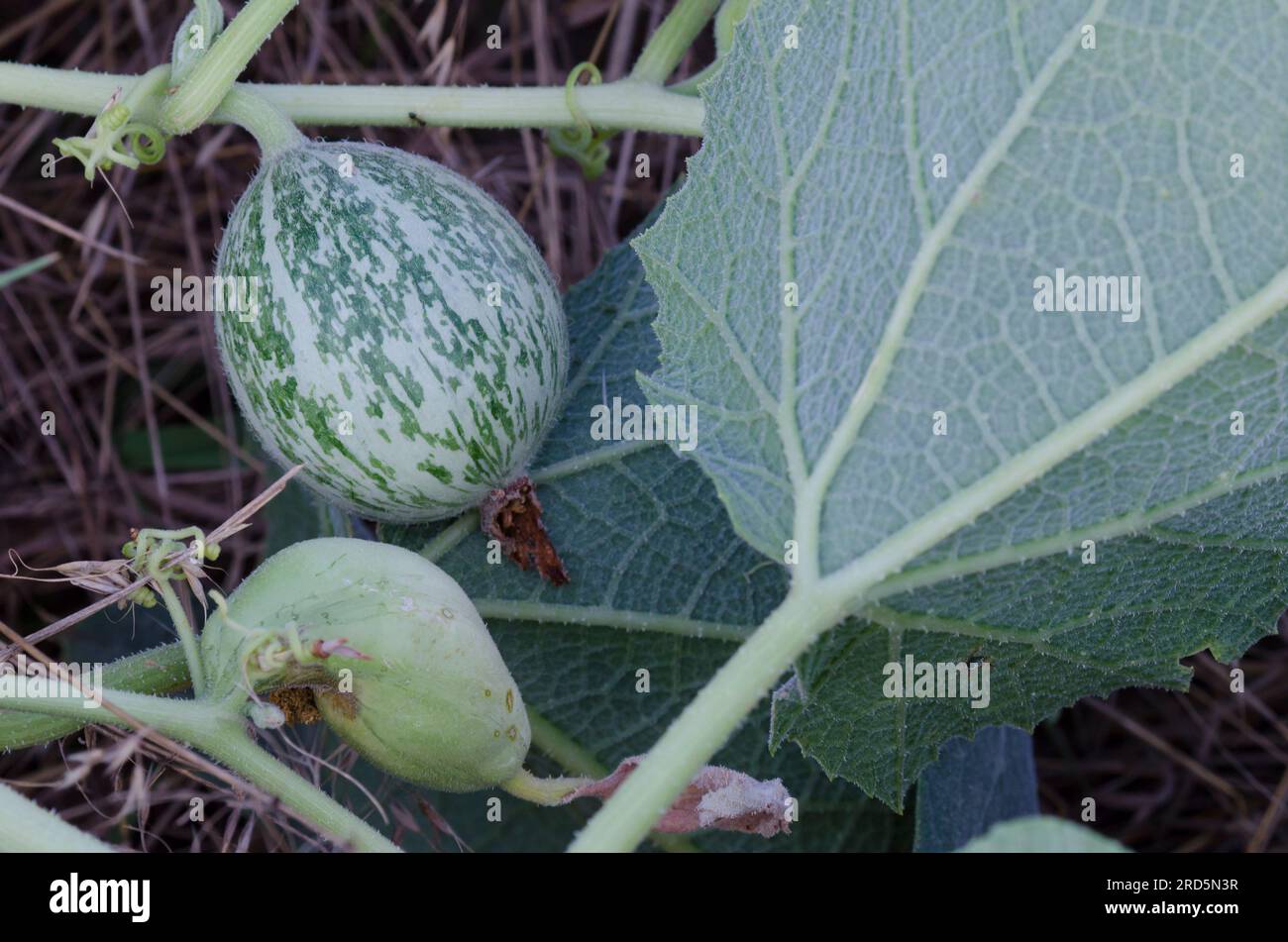 Buffalo Gourd, Cucurbita foetidissima, fruit Stock Photo - Alamy