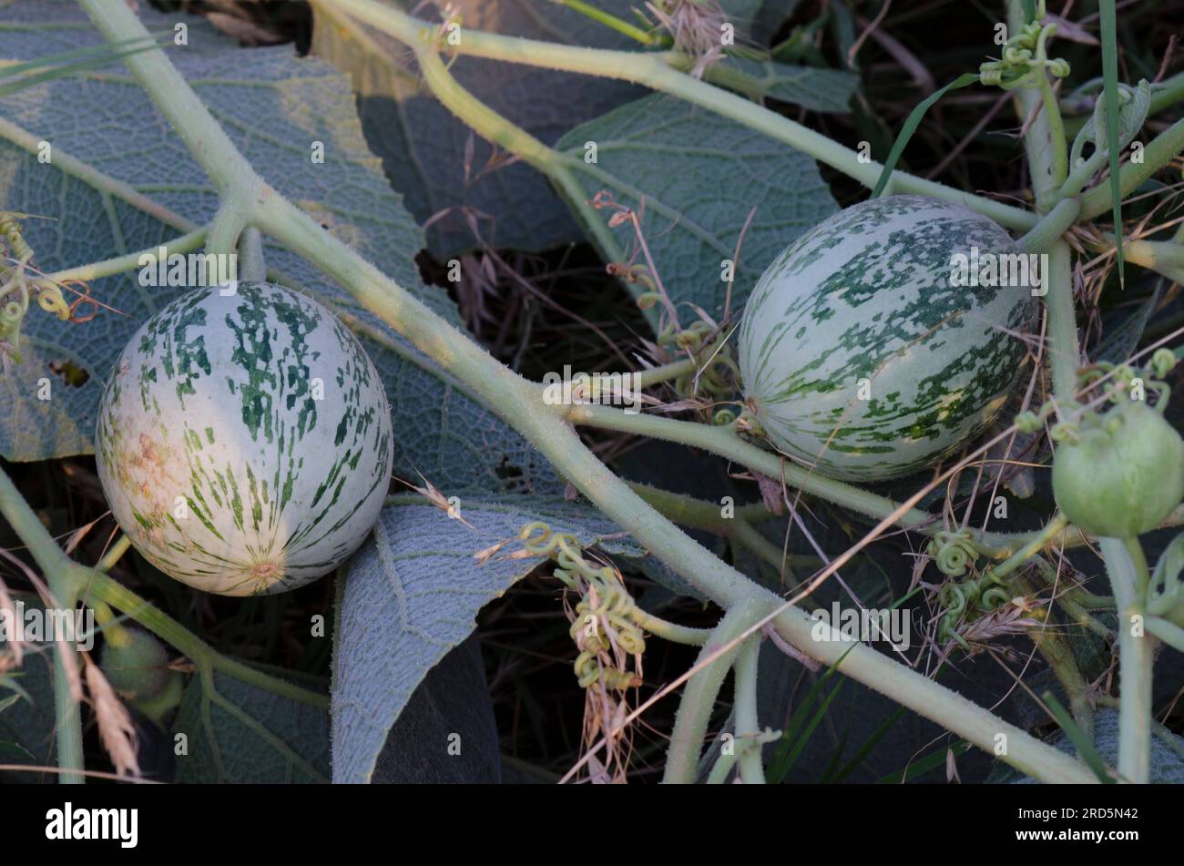 Buffalo Gourd, Cucurbita foetidissima, fruit Stock Photo - Alamy