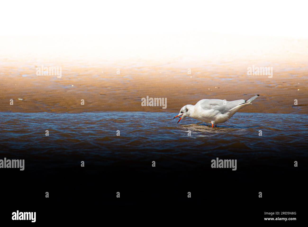 I tried a more stylised approach with this photo of a seagull drinking ...