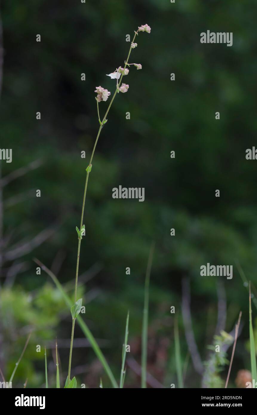 White Four O'clock, Mirabilis albida Stock Photo - Alamy