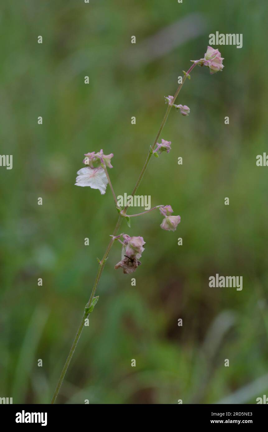 White Four O'clock, Mirabilis albida Stock Photo - Alamy