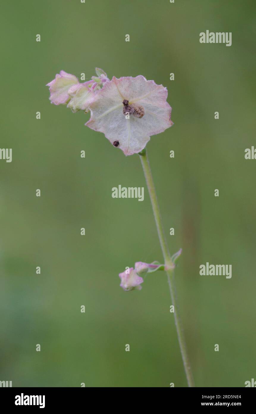 White Four O'clock, Mirabilis albida Stock Photo - Alamy