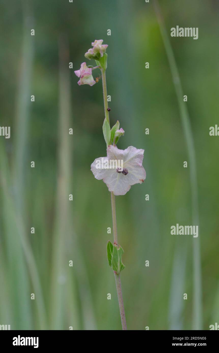 White Four O'clock, Mirabilis albida Stock Photo - Alamy