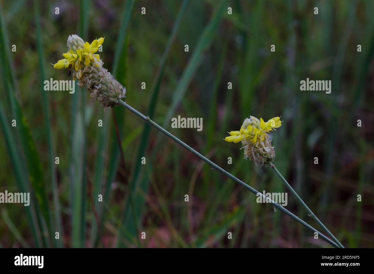 Golden prairie hi-res stock photography and images - Alamy