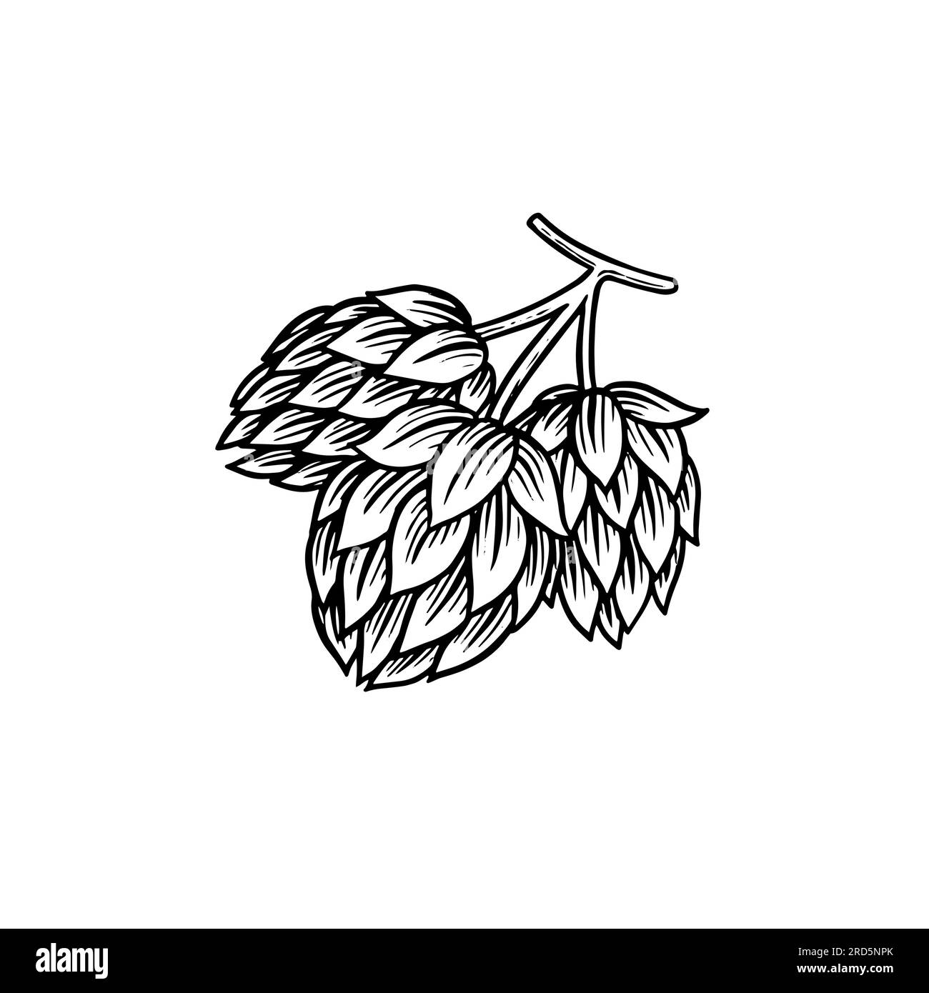 Barley hops and malt. Beer of oktoberfest. engraved in ink hand drawn ...