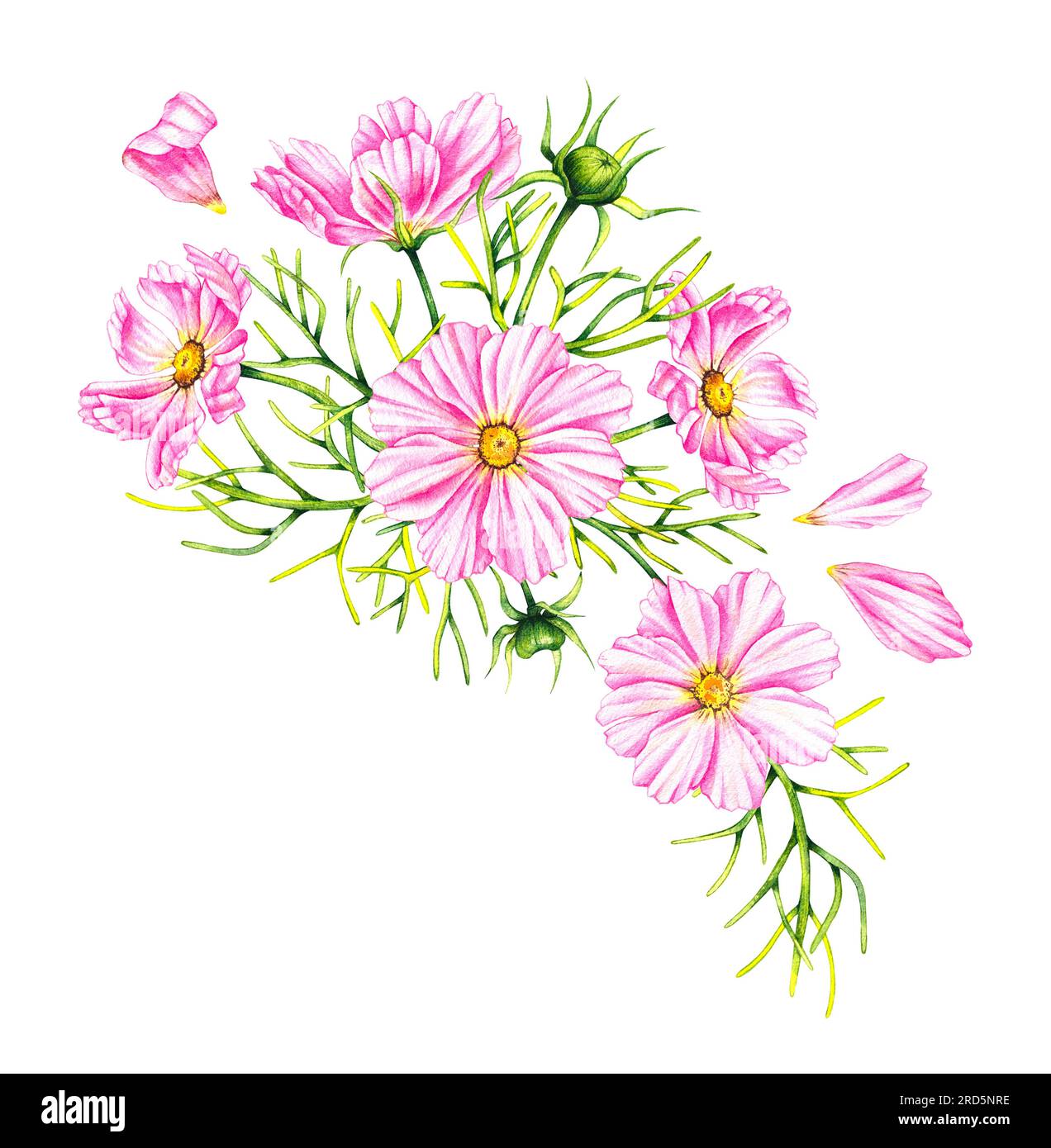 Cosmos flowers bouquet isolated on a white background. Hand-drawn ...