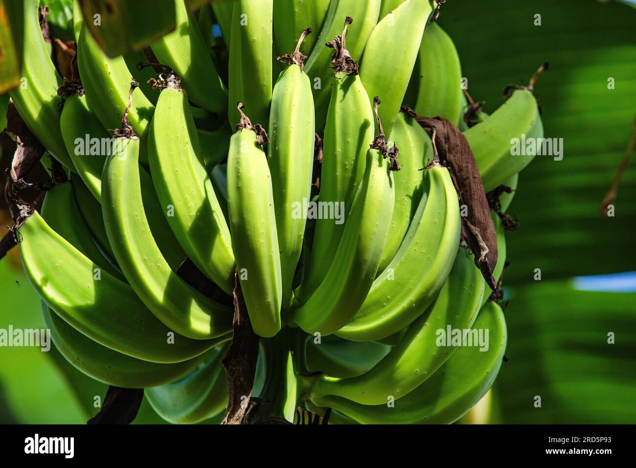 Musa x paradisiaca - Bunch of green and unripe bananas in agricultural ...