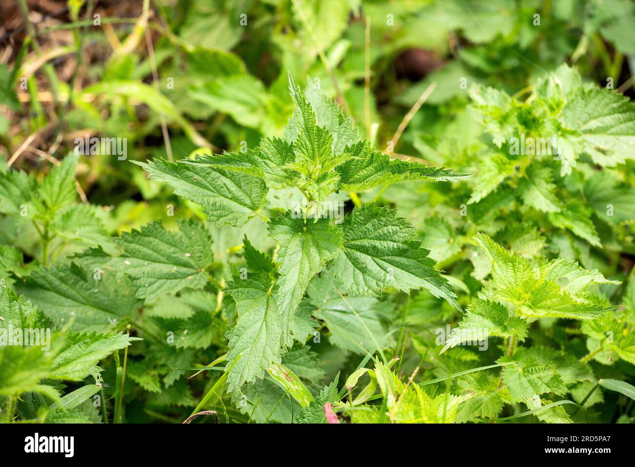 Organic nettle plant in the garden - Urtica Stock Photo - Alamy
