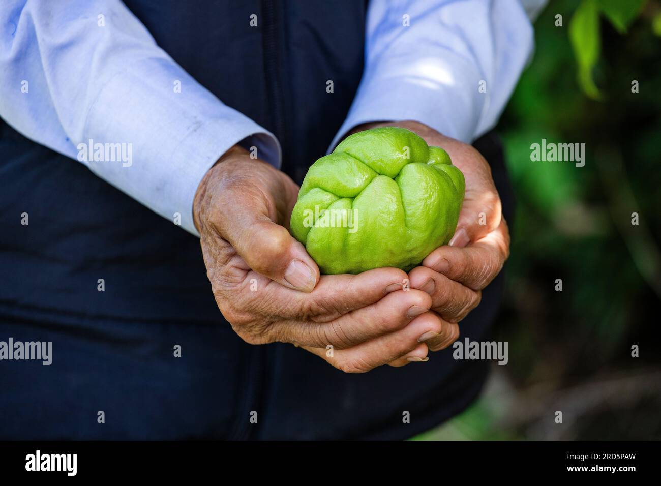 Cidrayota hi-res stock photography and images - Alamy