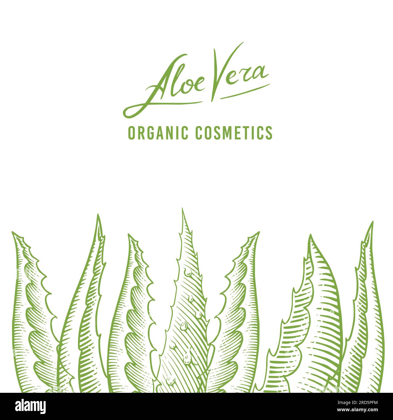 Aloe vera poster or banner. Sketch of Plant and bunch. Ingredient for ...
