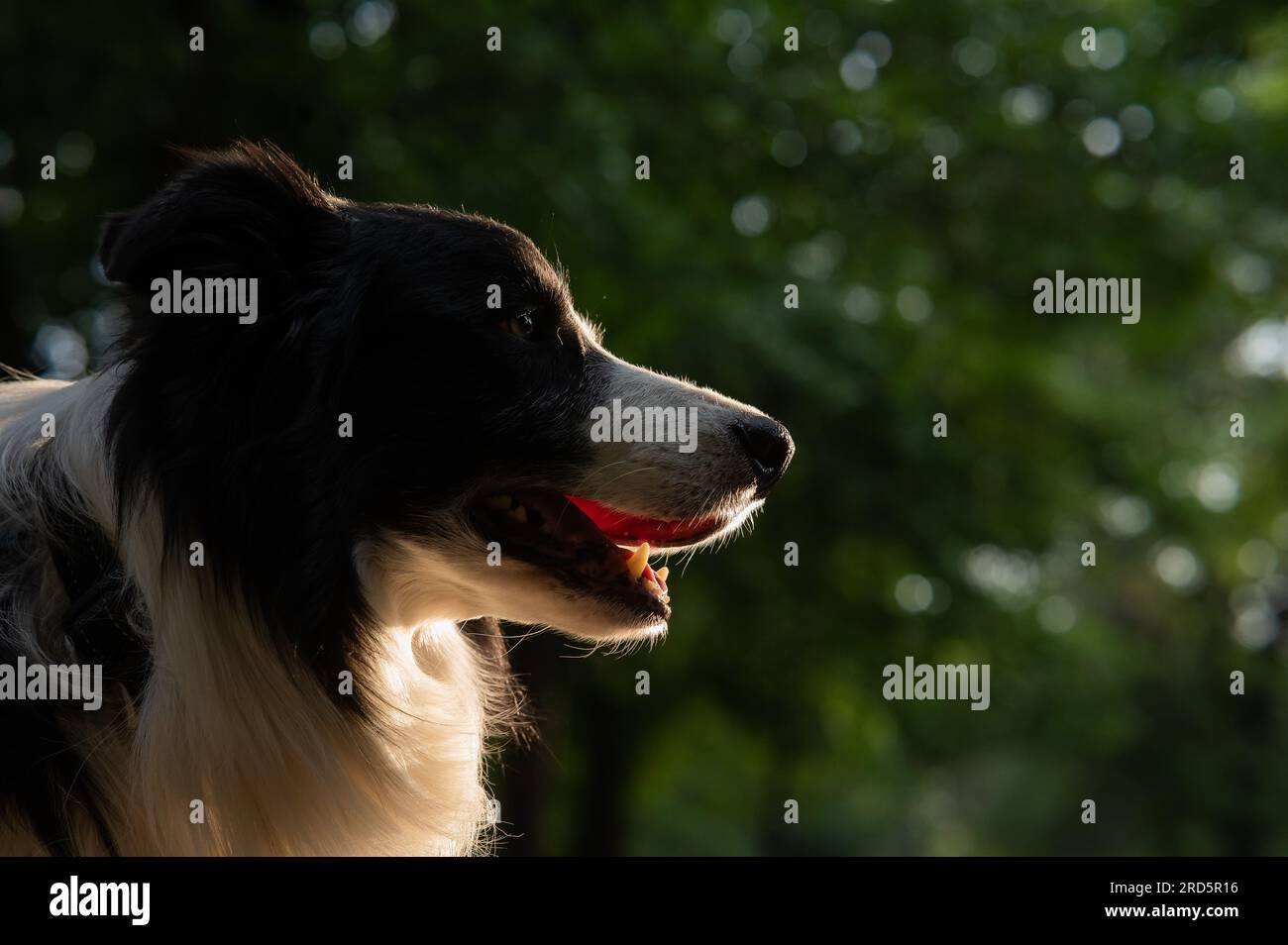 Border collie face profile hi-res stock photography and images - Alamy