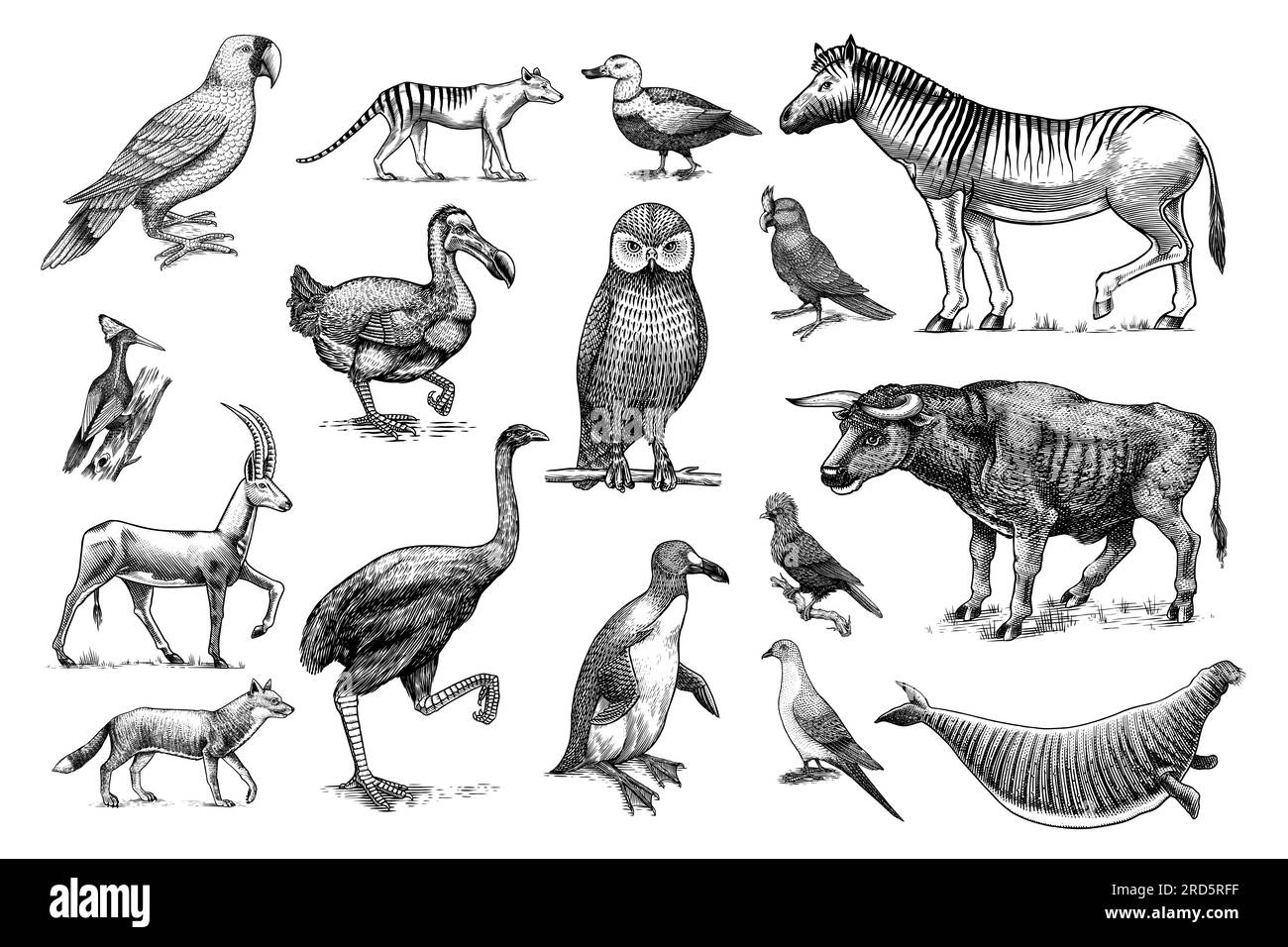 Extinct species. Wild mammal animals and birds. Dodo, Moa, Tasmanian ...