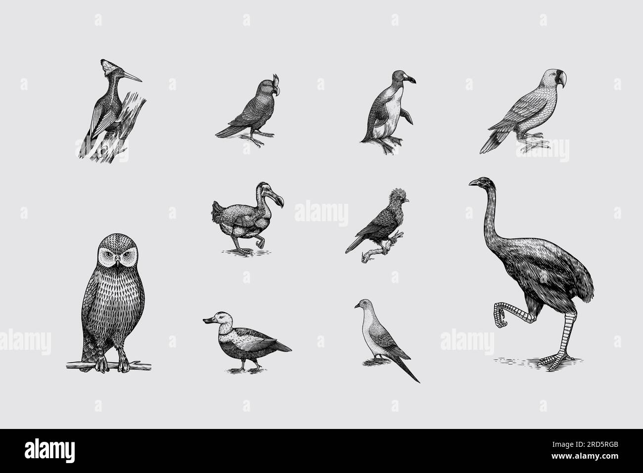 Extinct species. Wild mammal animals and birds. Dodo, Moa, Tasmanian ...