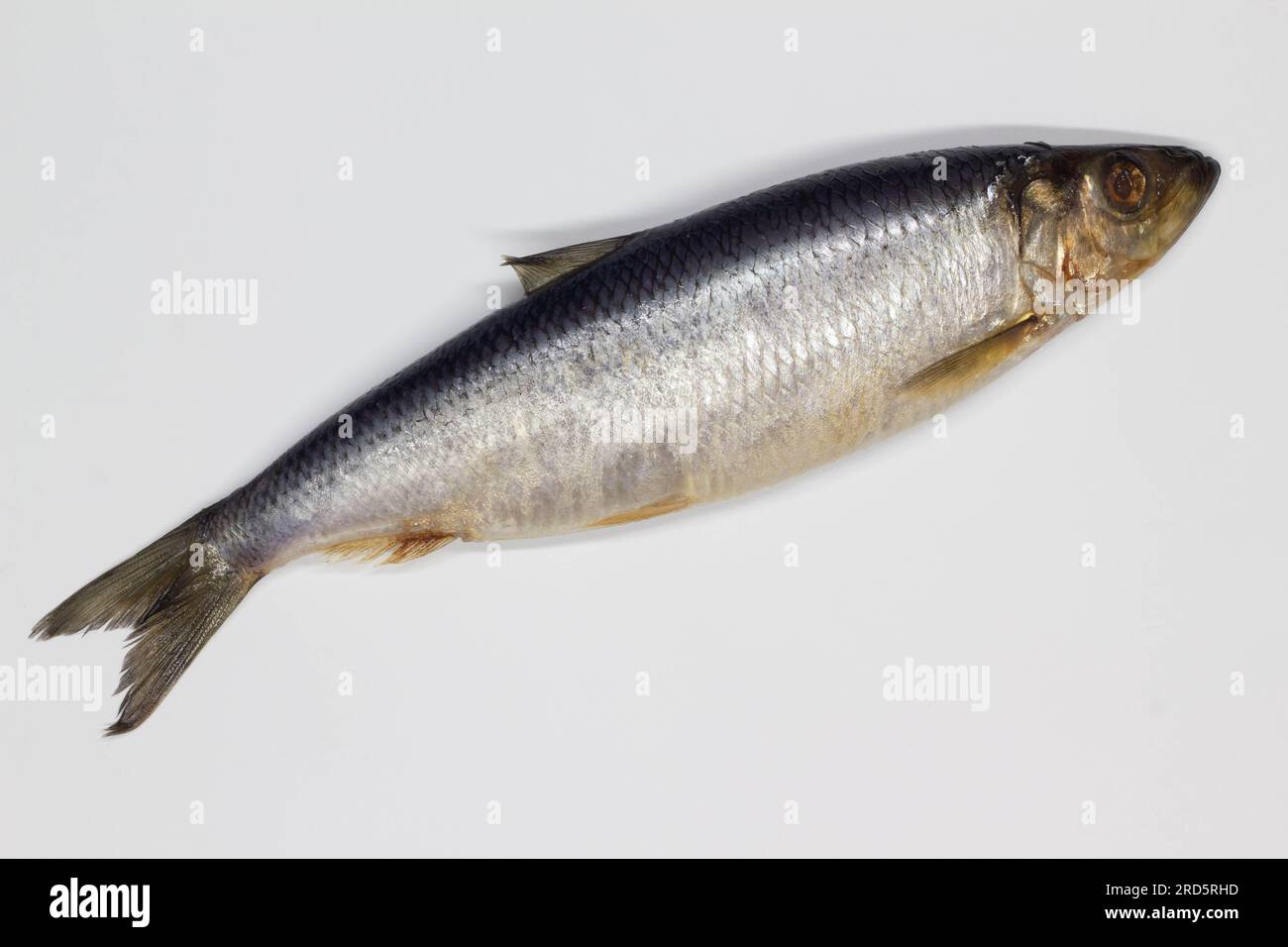 Herring on a white background. Isolated. Whole Salty fish. Salted ...