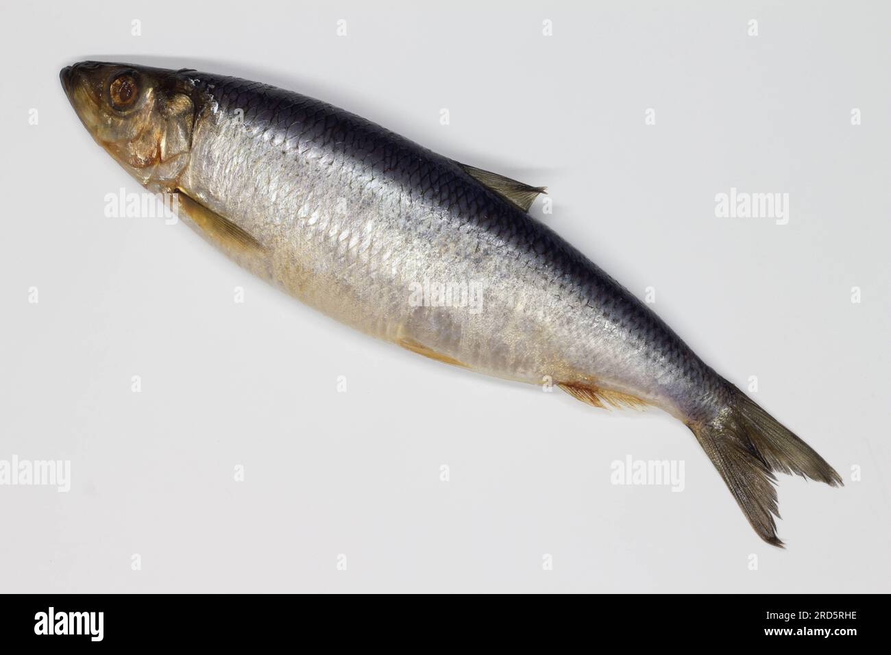 Salty fish hi-res stock photography and images - Alamy