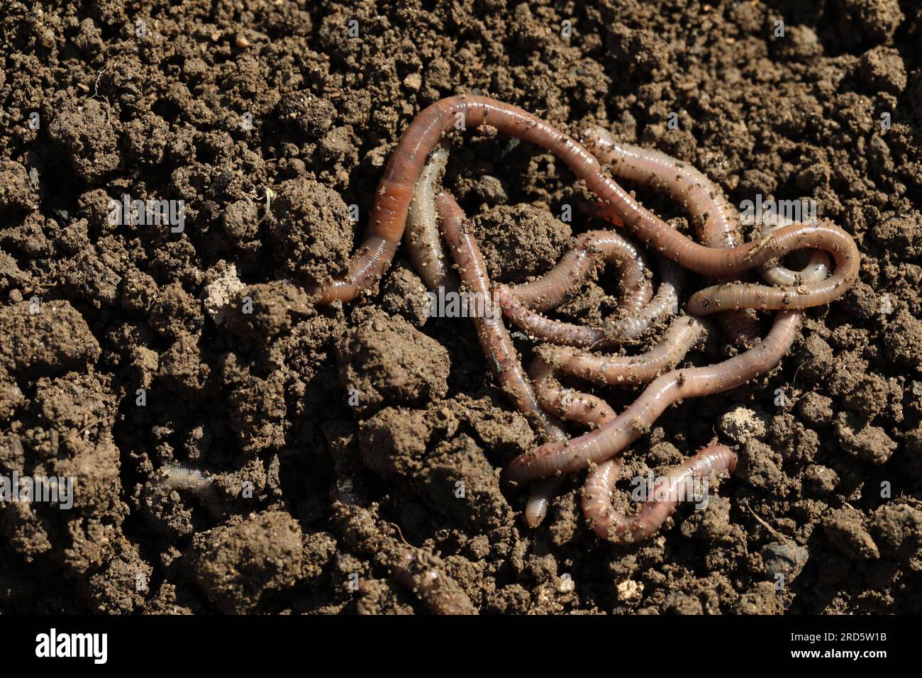 Earth worms view hi-res stock photography and images - Alamy