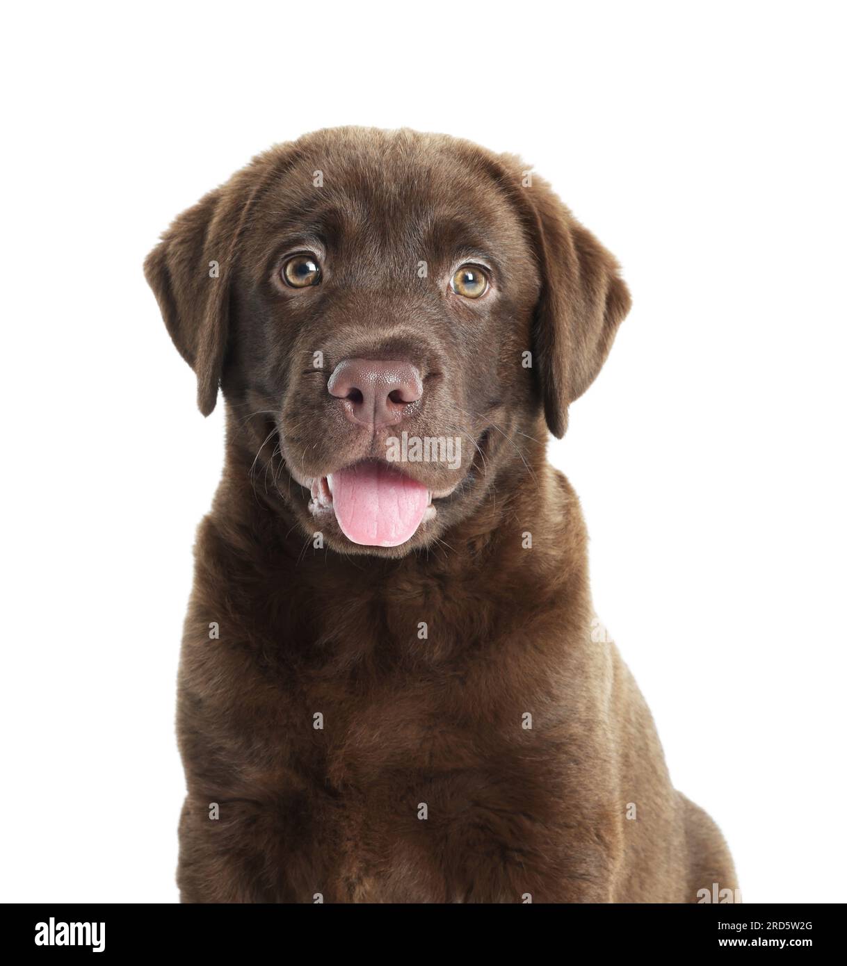 Cutest Chocolate Lab Puppies