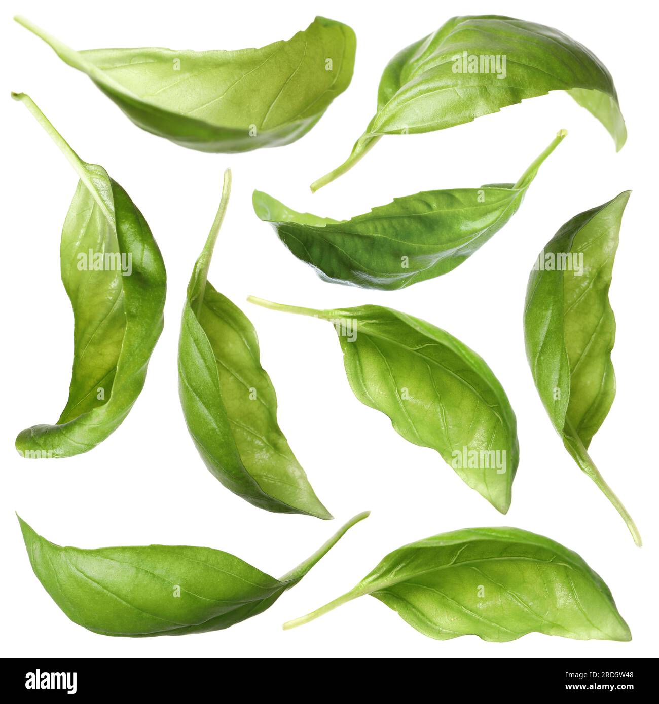 Healthy herb. Collage with fresh basil leaves on white background Stock ...