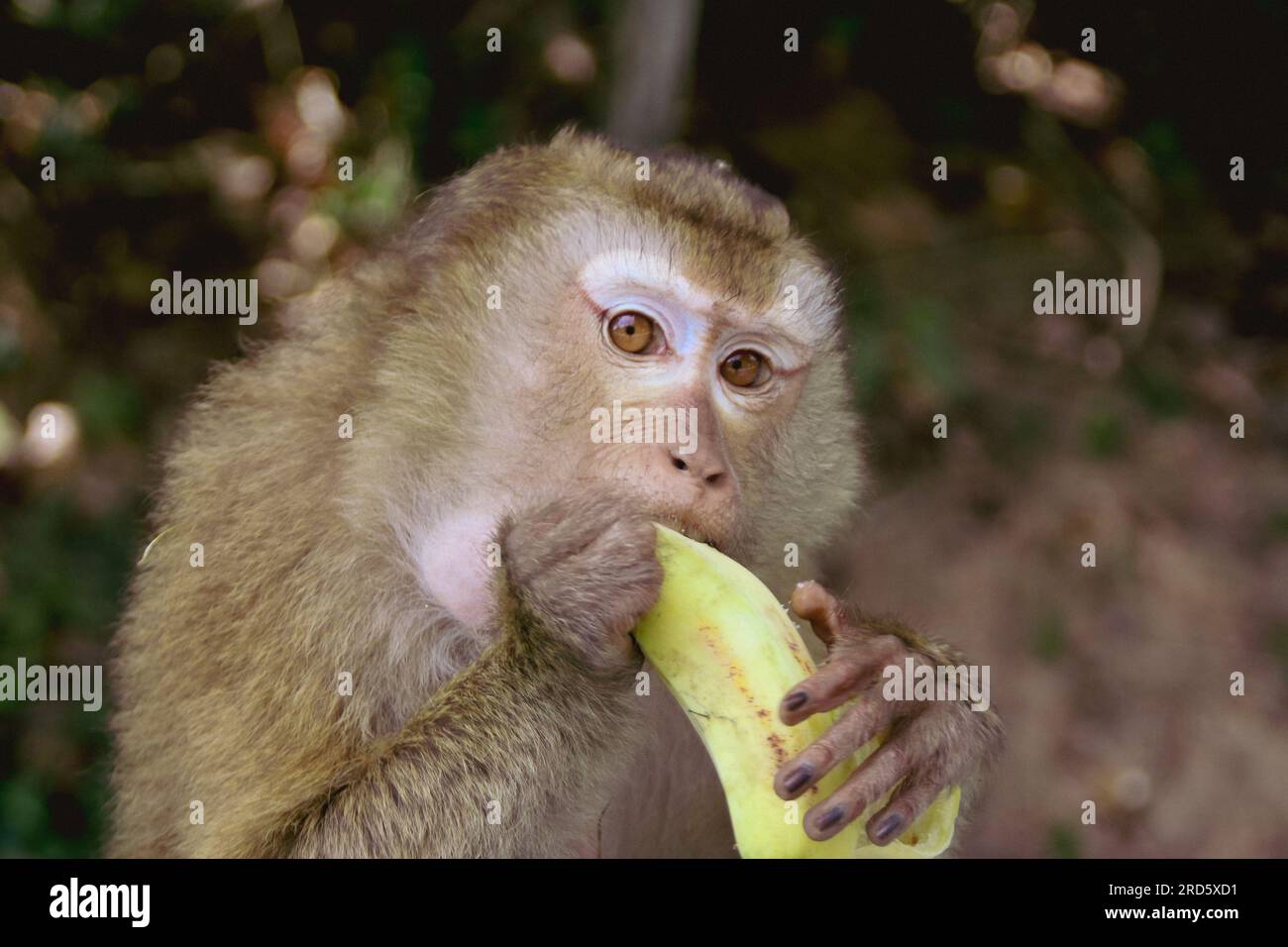 Banana portrait hi-res stock photography and images - Alamy