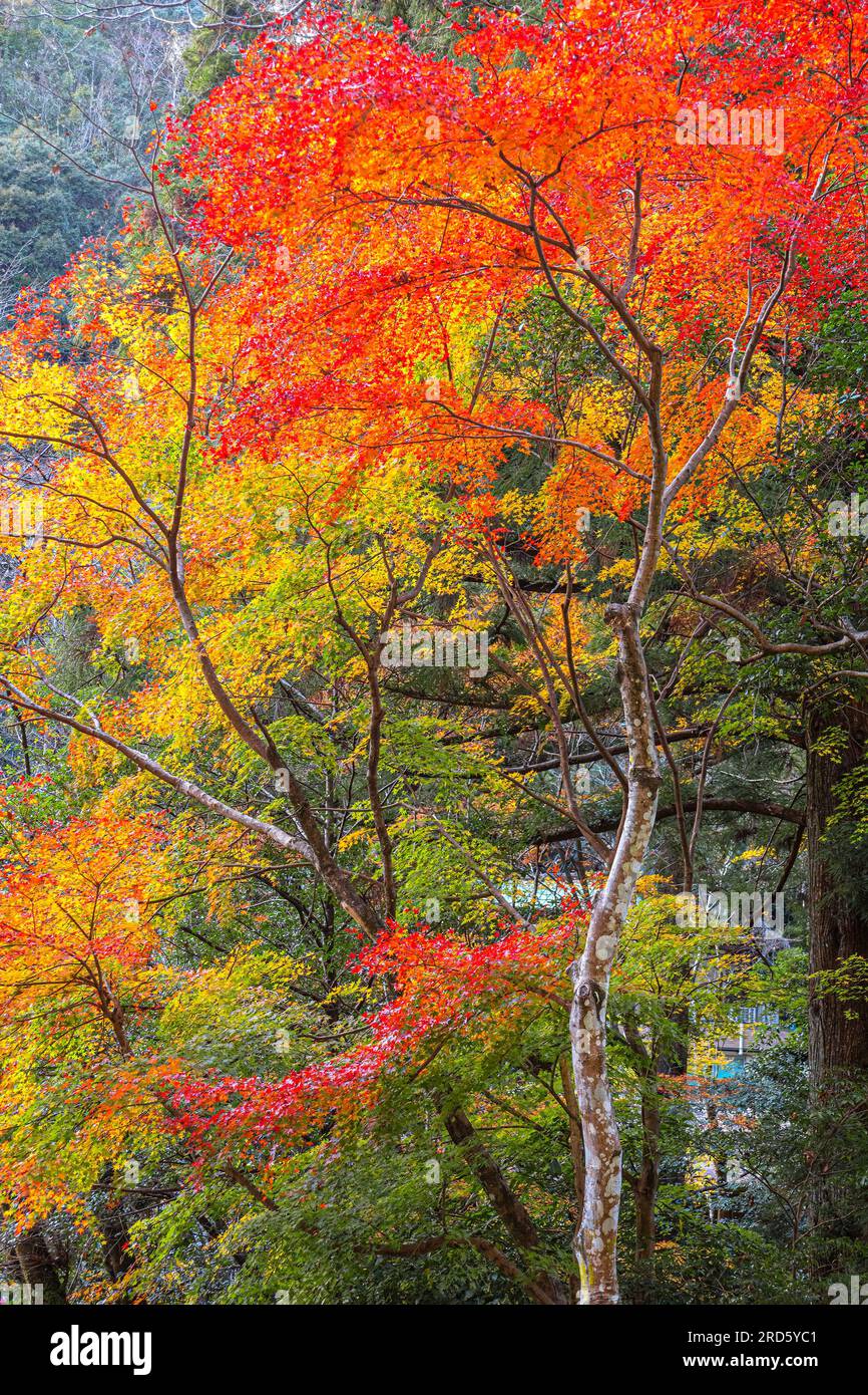 Red Maple Leaves in Autumn at Takachiho Gorge in Miyazaki, Japan Stock ...