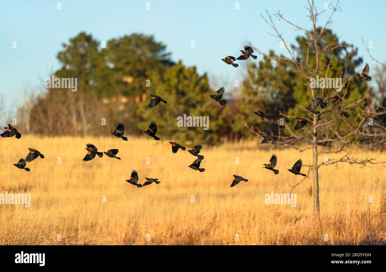 A flock of Red-winged Blackbirds flying across a field in Colorado ...