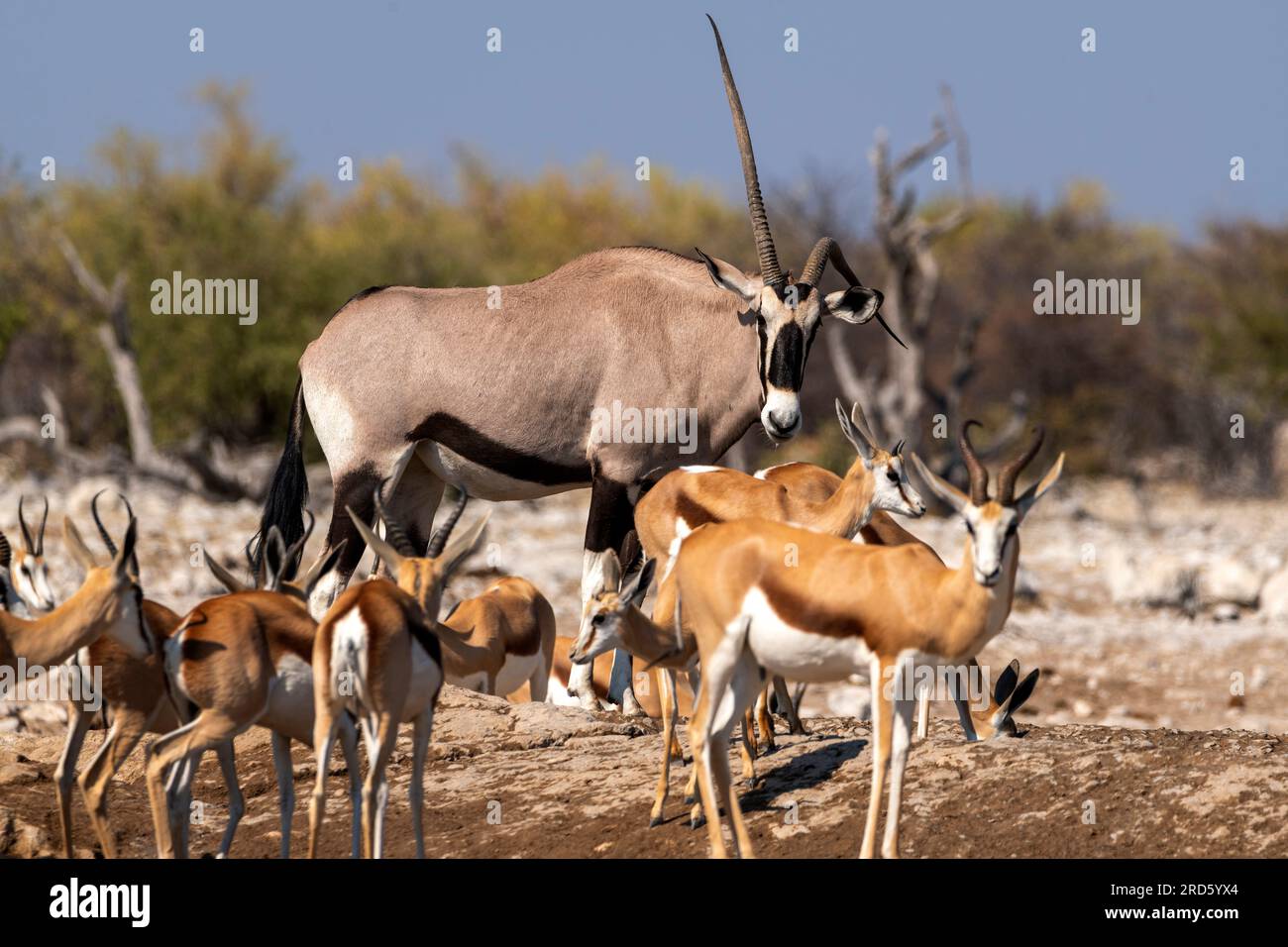 Gemsbok or Orix antelope with a deformed horn at Goas waterhole, Etosha ...