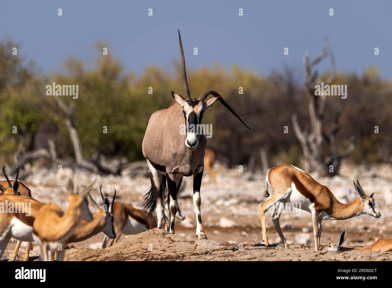 Gemsbok or Orix antelope with a deformed horn at Goas waterhole, Etosha ...
