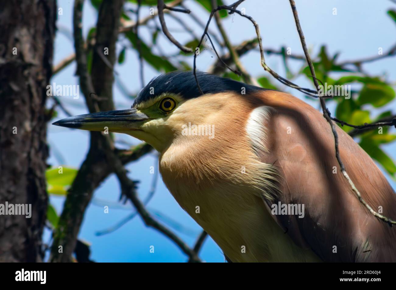 Nankeen Night Heron, Nycticorax caledonicus, Nycticorax, Ardeidae ...